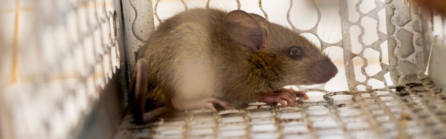 Professional Rat Removal | Rat Pest Control Perth | Dead Rat Removal Perth